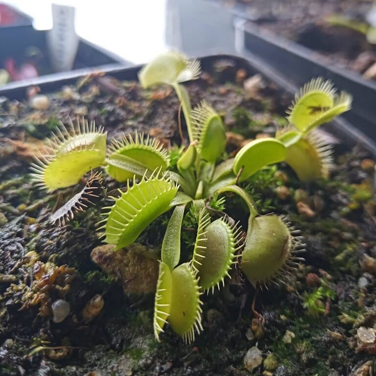 33 Amazing Venus Flytrap Varieties and How to Care for Them | Houseplant Alley