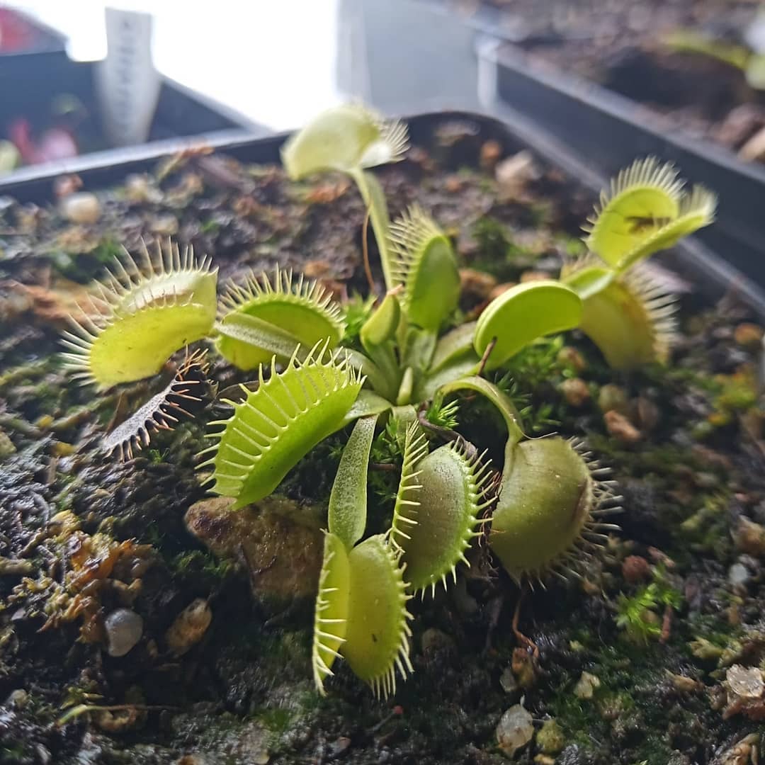 33 Amazing Venus Flytrap Varieties and How to Care for Them | Houseplant Alley