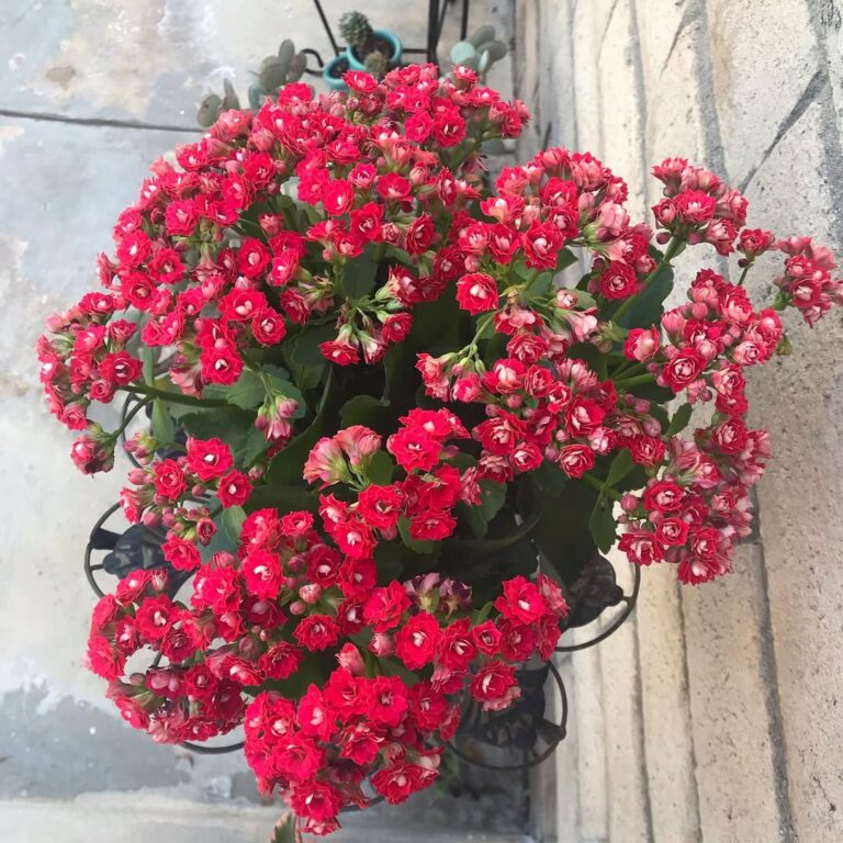 50 Types of Kalanchoe Plants to Grow Indoors | Houseplant Alley