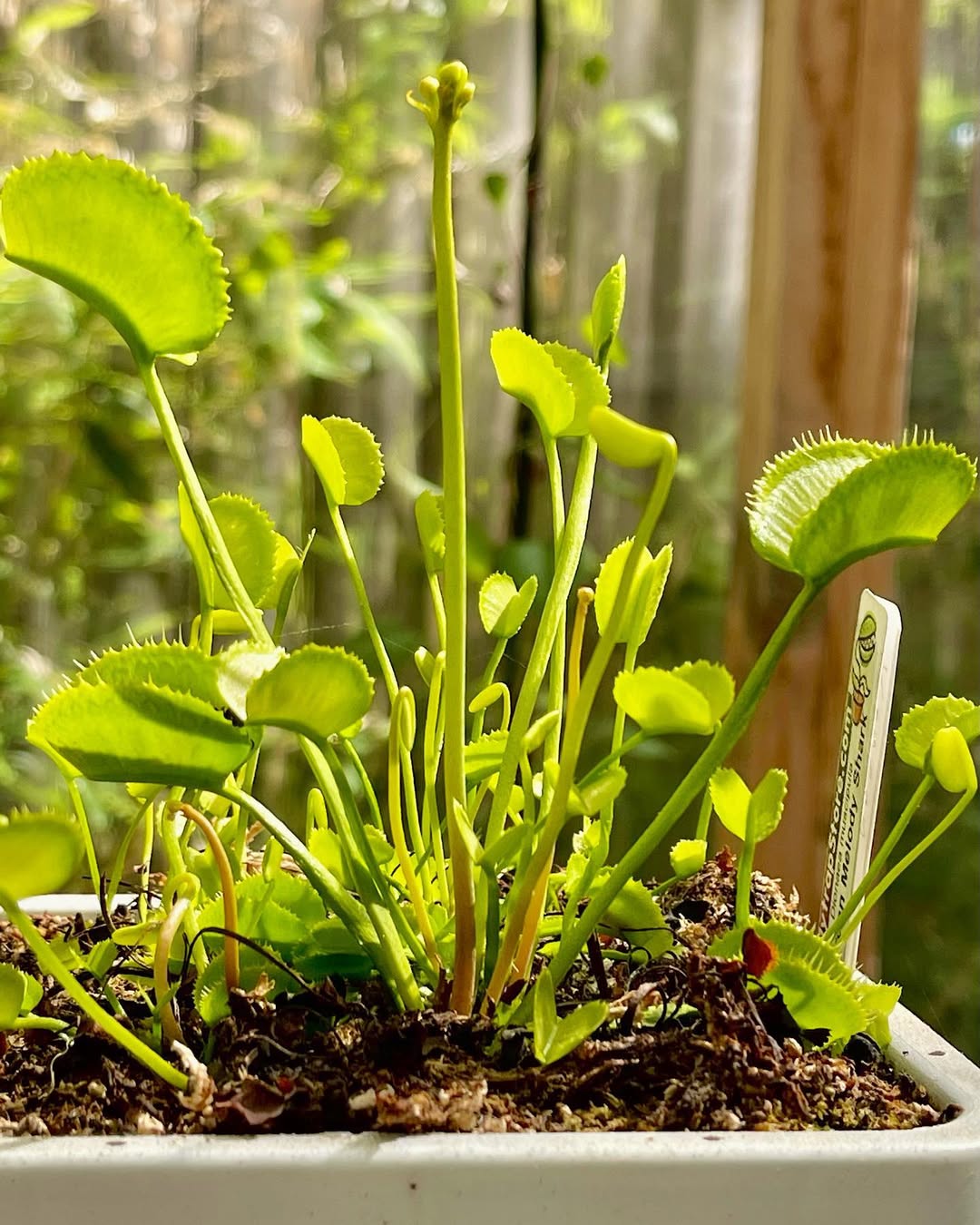 33 Amazing Venus Flytrap Varieties and How to Care for Them | Houseplant Alley