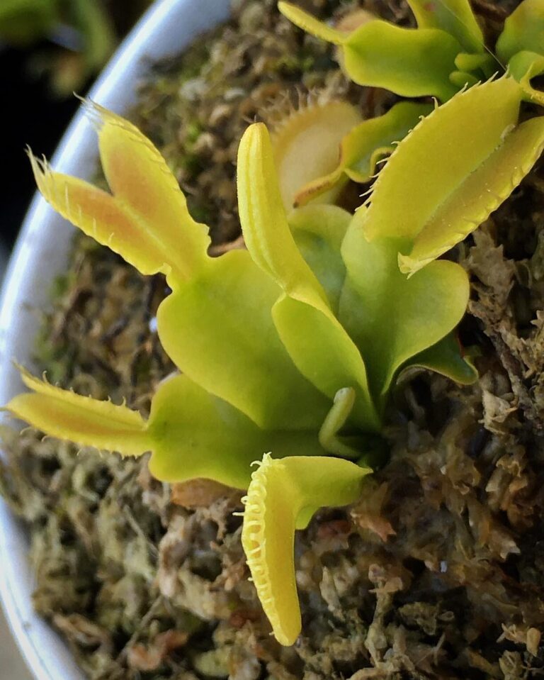 33 Amazing Venus Flytrap Varieties and How to Care for Them | Houseplant Alley