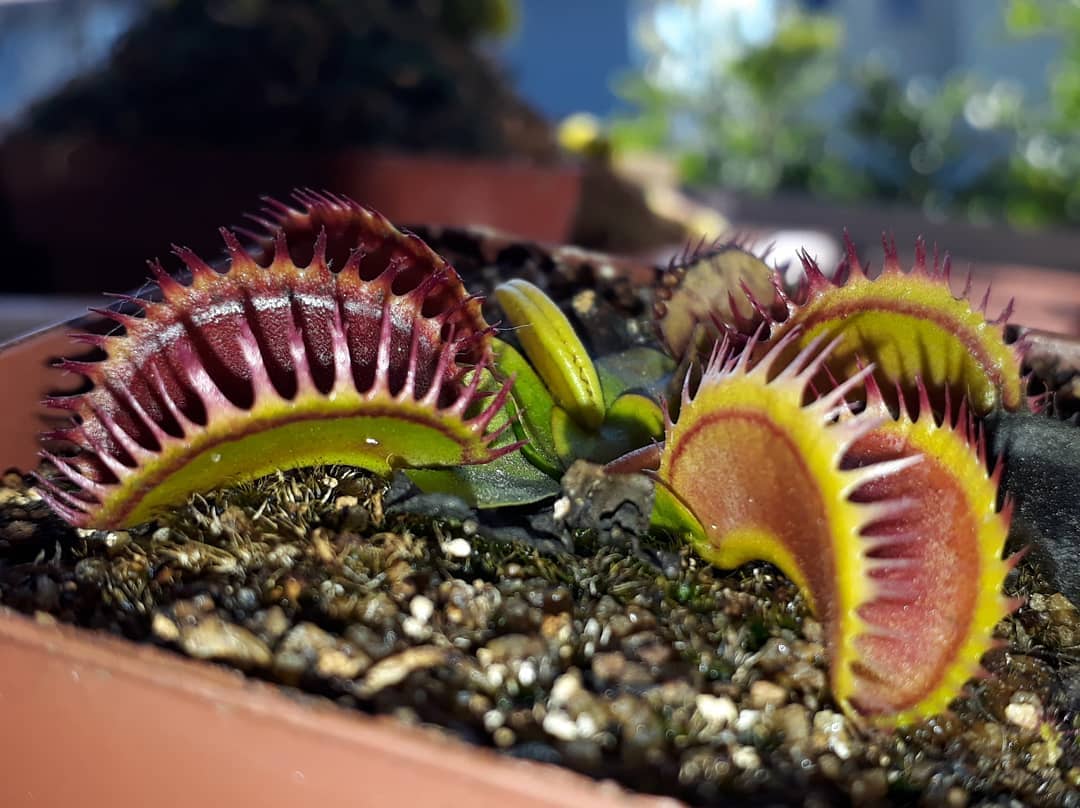 33 Amazing Venus Flytrap Varieties and How to Care for Them ...