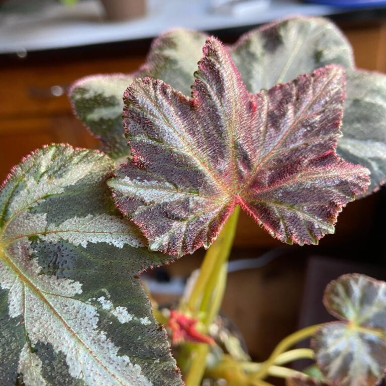 15 Begonias With Stunning Leaves You'll Love | Houseplant Alley