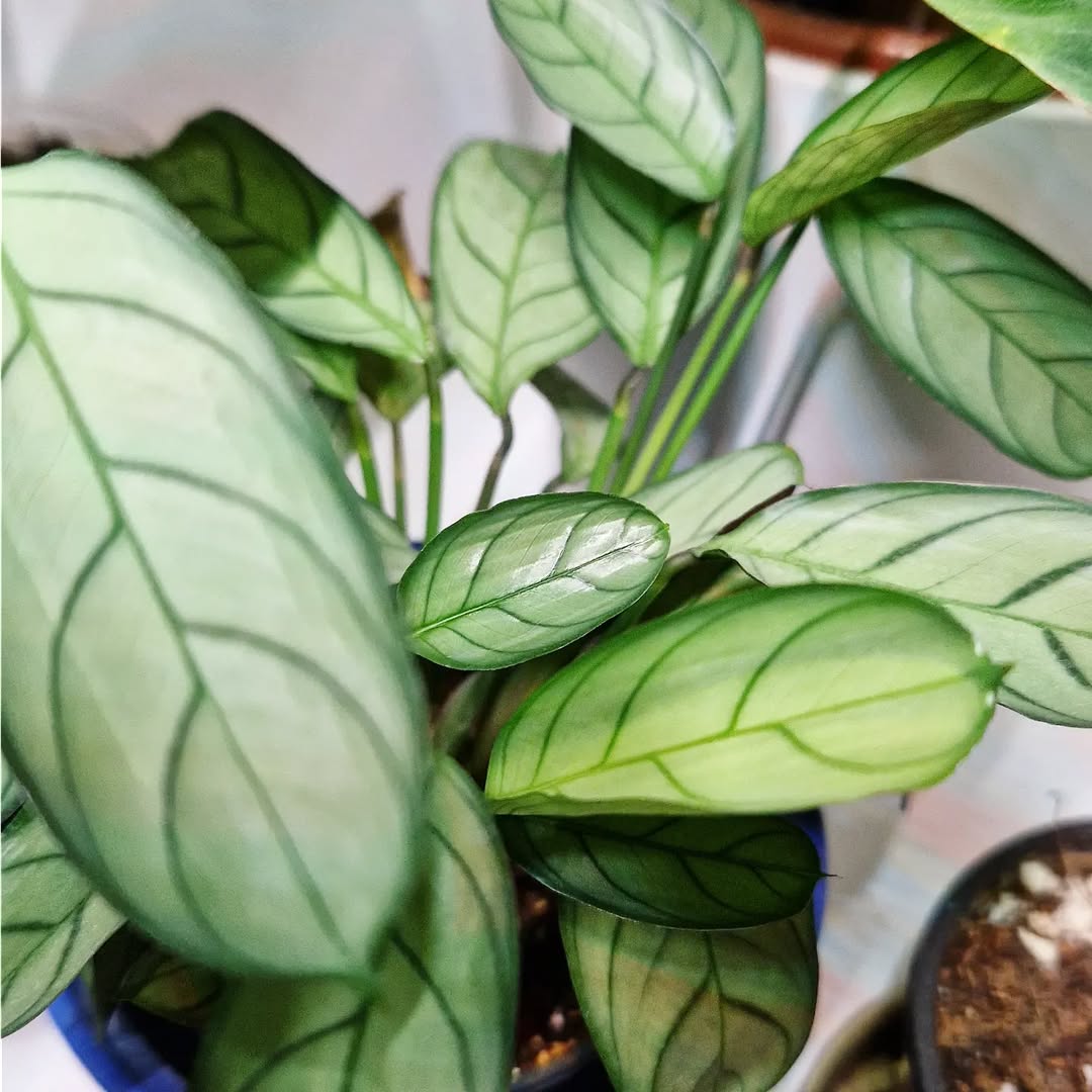 55 Prayer Plant Varieties - The Ultimate Guide | Houseplant Alley