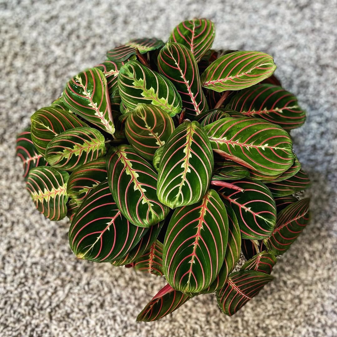 55 Prayer Plant Varieties - The Ultimate Guide | Houseplant Alley