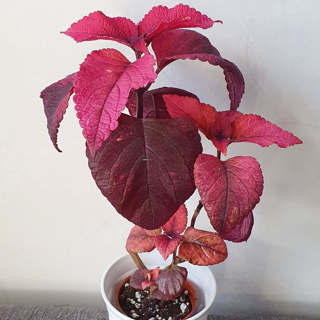 30 Best Indoor Coleus Varieties With Names and Pictures | Houseplant Alley