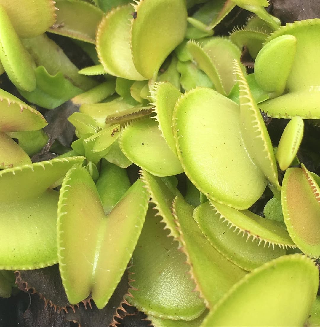 33 Amazing Venus Flytrap Varieties and How to Care for Them ...