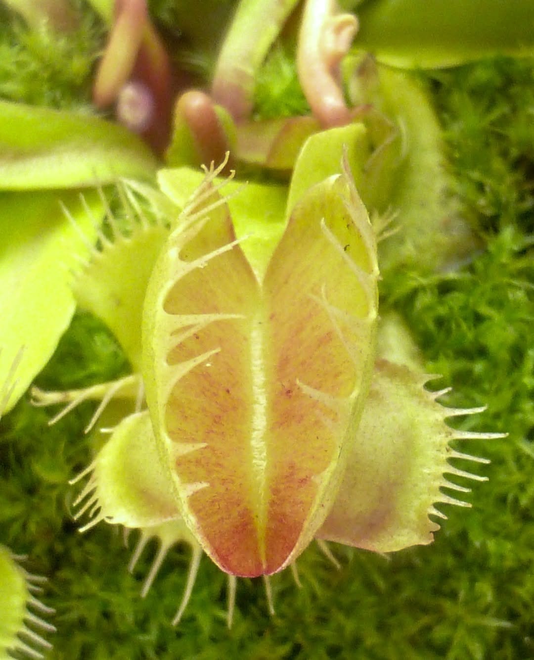33 Amazing Venus Flytrap Varieties and How to Care for Them | Houseplant Alley