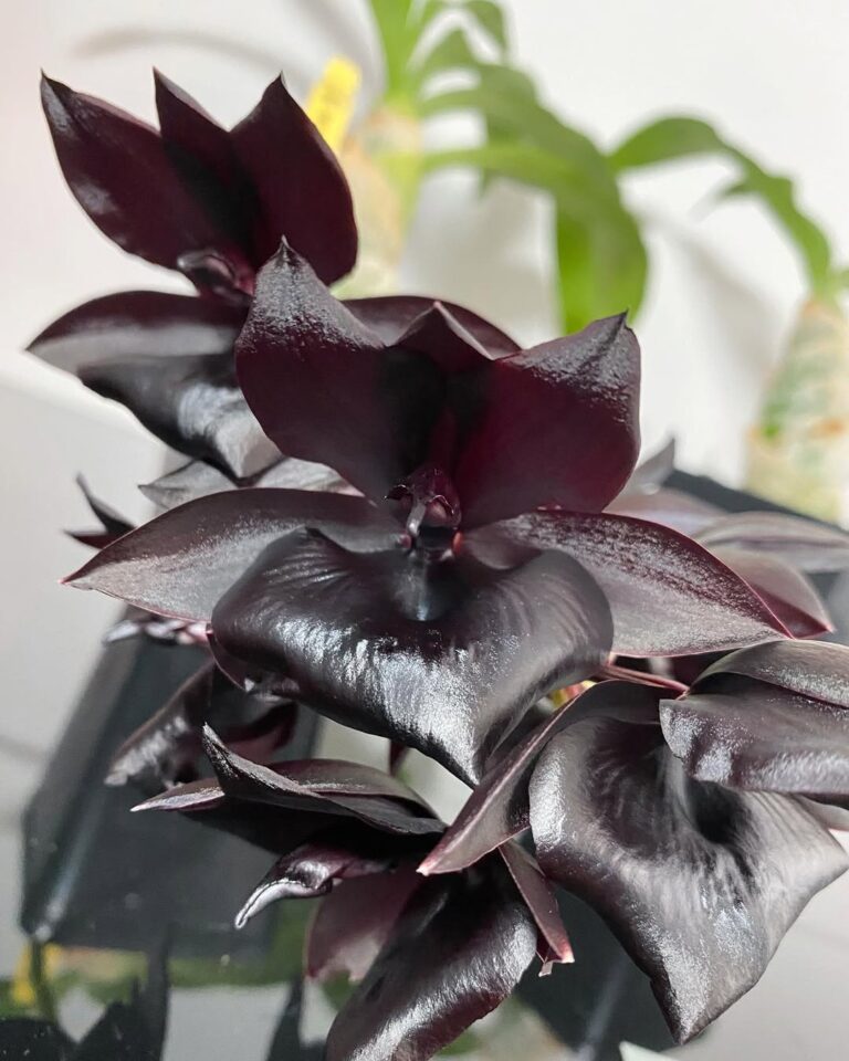 The Mystery of Black Orchids: Cultivation and Legends Around Them ...