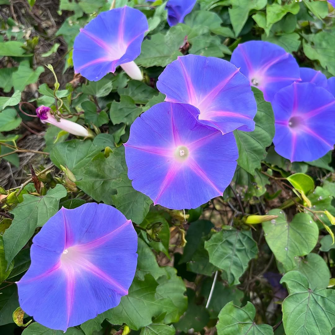 15 Easy Flowering Plants for Beginners | Houseplant Alley