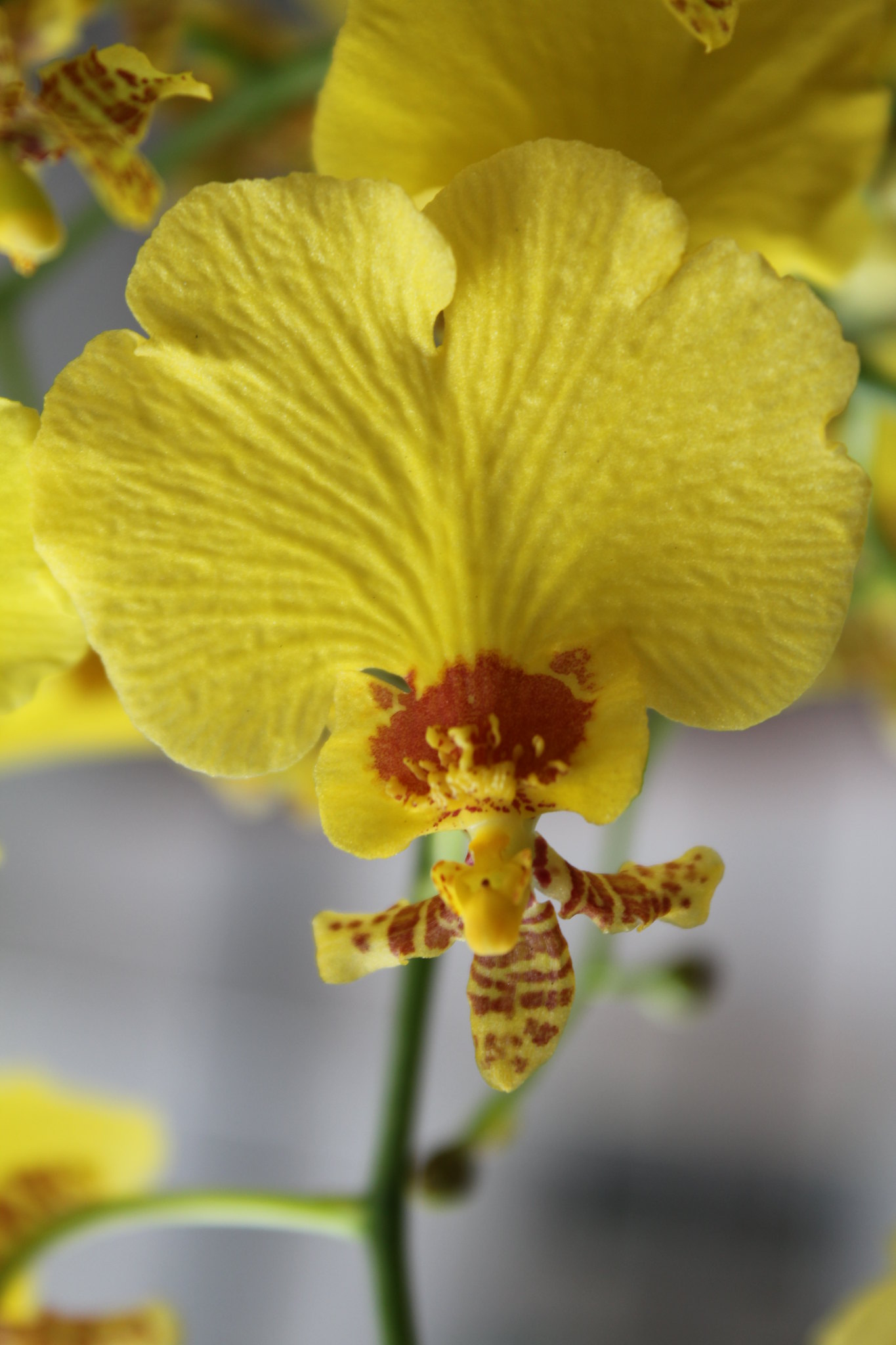 51 Oncidium Orchid Varieties and How to Care for Them | Houseplant Alley