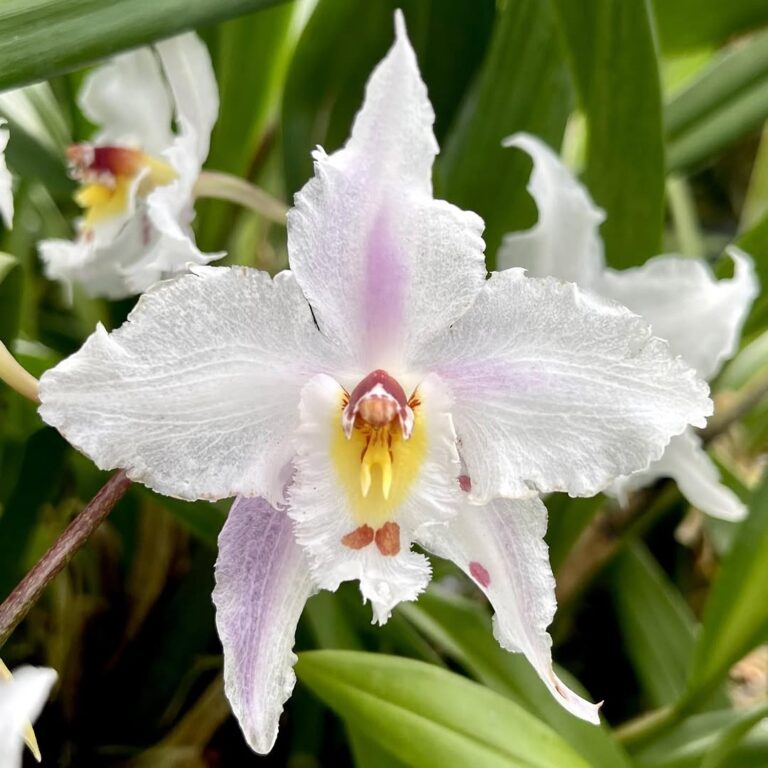 51 Oncidium Orchid Varieties and How to Care for Them | Houseplant Alley