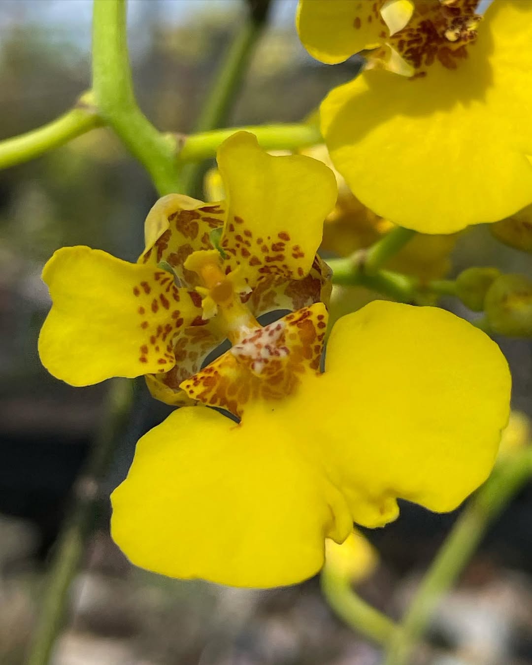 51 Oncidium Orchid Varieties and How to Care for Them | Houseplant Alley
