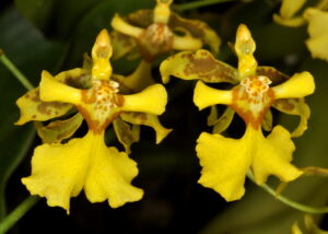 51 Oncidium Orchid Varieties and How to Care for Them | Houseplant Alley