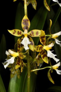 51 Oncidium Orchid Varieties and How to Care for Them | Houseplant Alley