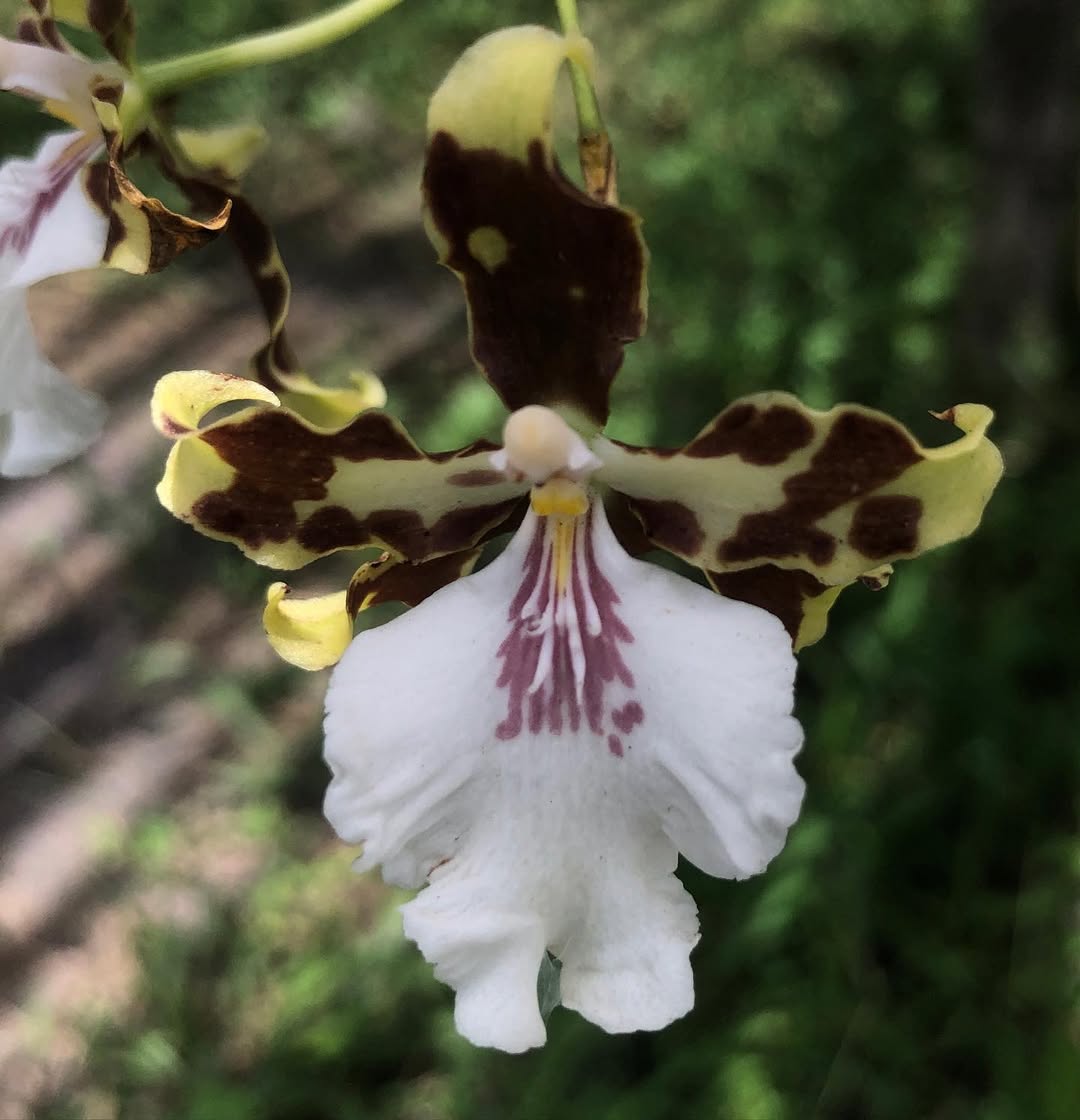 51 Oncidium Orchid Varieties and How to Care for Them | Houseplant Alley
