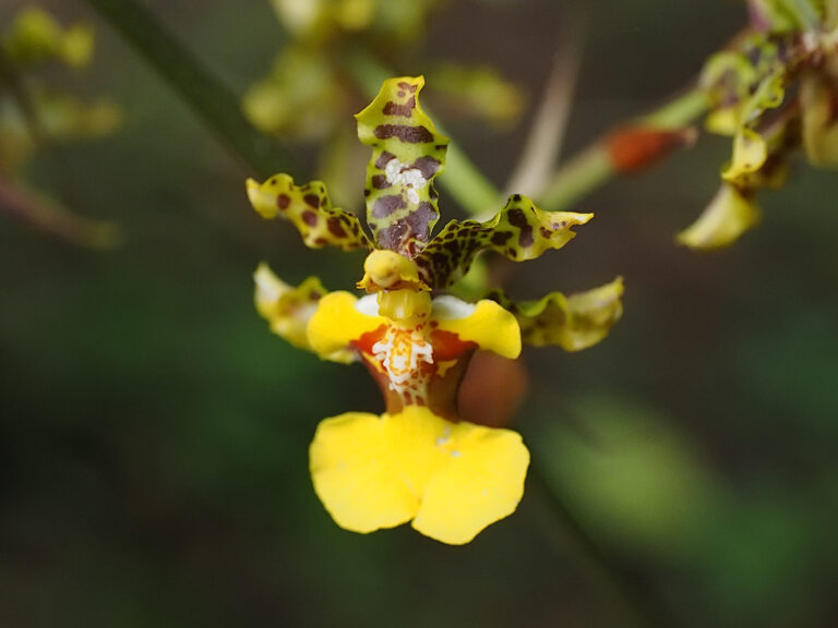 51 Oncidium Orchid Varieties and How to Care for Them | Houseplant Alley