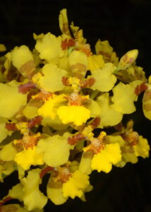 51 Oncidium Orchid Varieties and How to Care for Them | Houseplant Alley