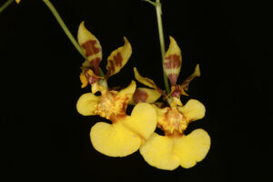 51 Oncidium Orchid Varieties and How to Care for Them | Houseplant Alley