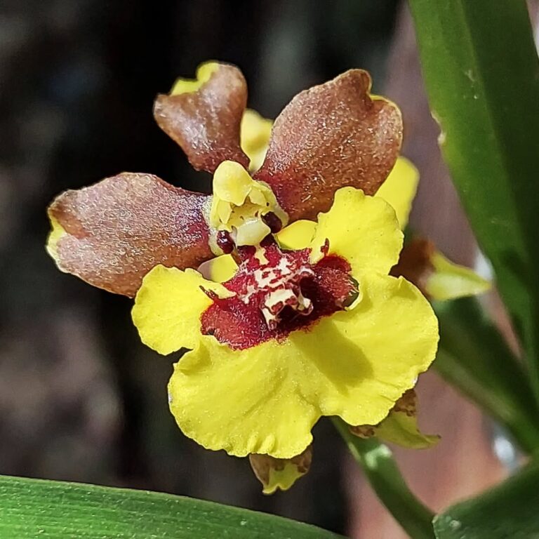 51 Oncidium Orchid Varieties and How to Care for Them | Houseplant Alley