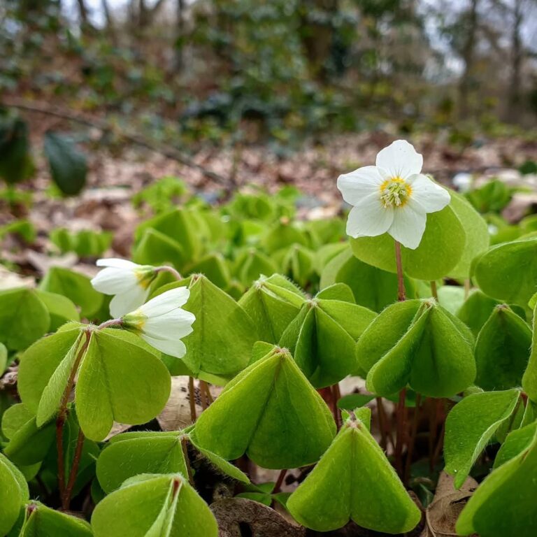 50 Stunning Oxalis Varieties to Brighten Your Garden | Houseplant Alley