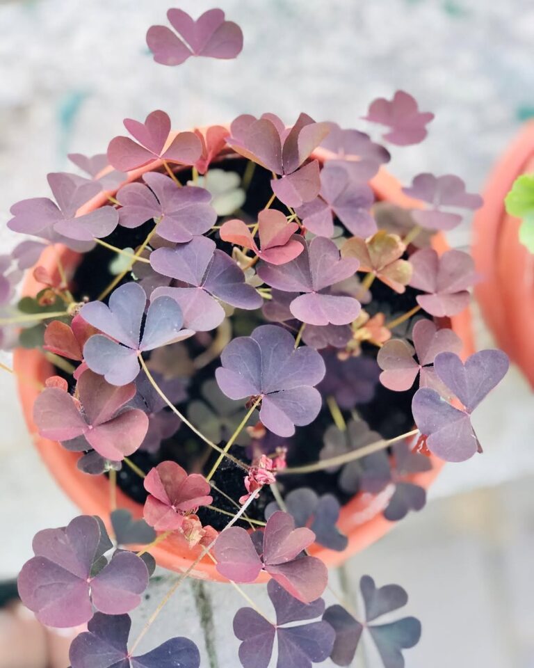 50 Stunning Oxalis Varieties to Brighten Your Garden | Houseplant Alley