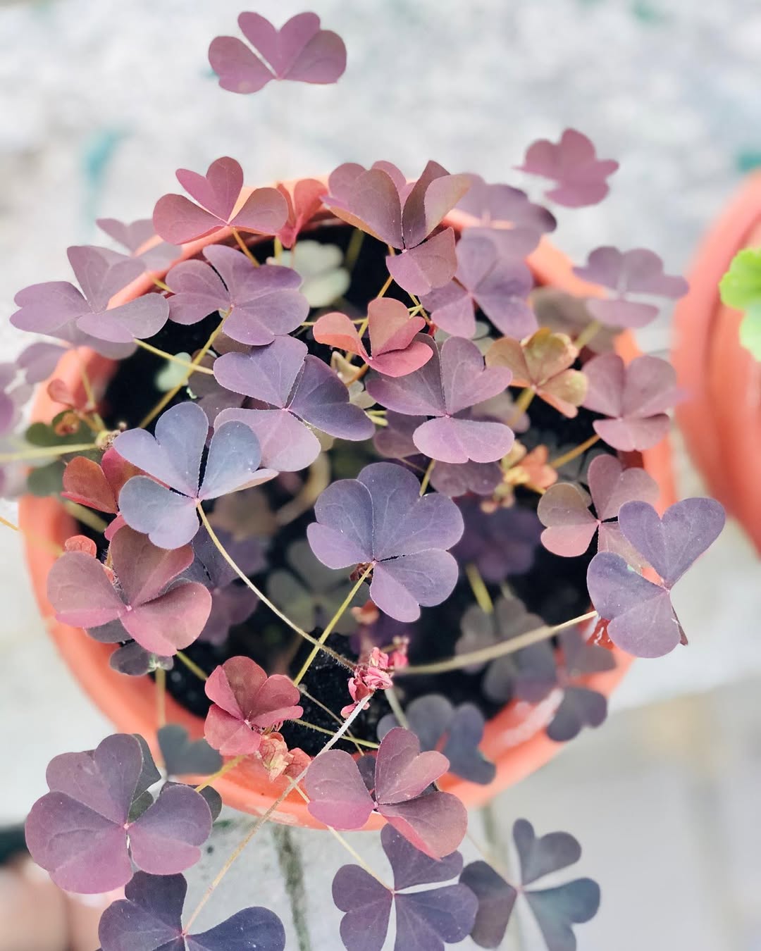 50 Stunning Oxalis Varieties to Brighten Your Garden | Houseplant Alley