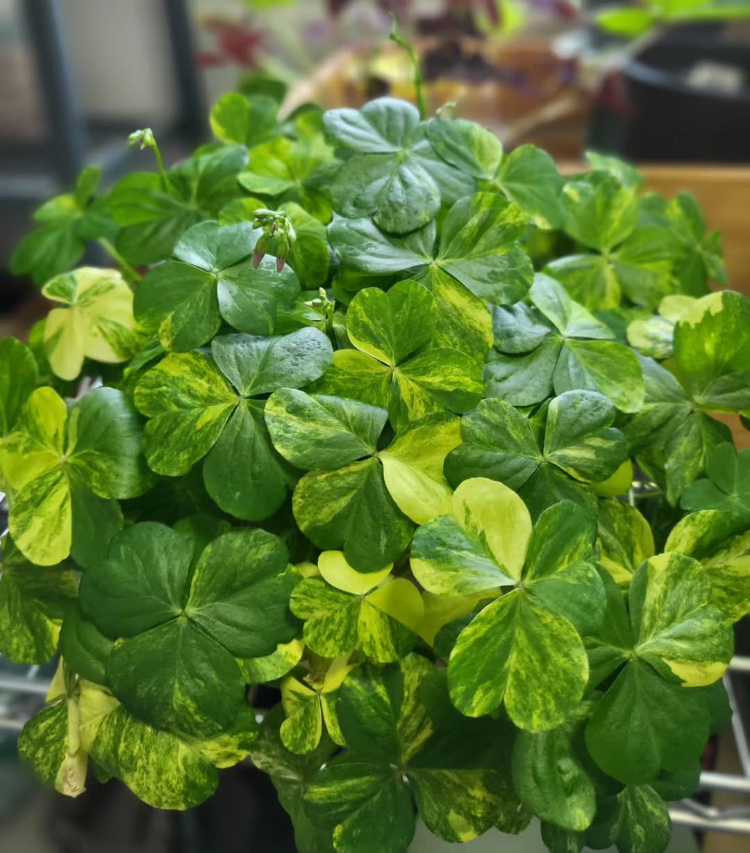 50 Stunning Oxalis Varieties to Brighten Your Garden | Houseplant Alley