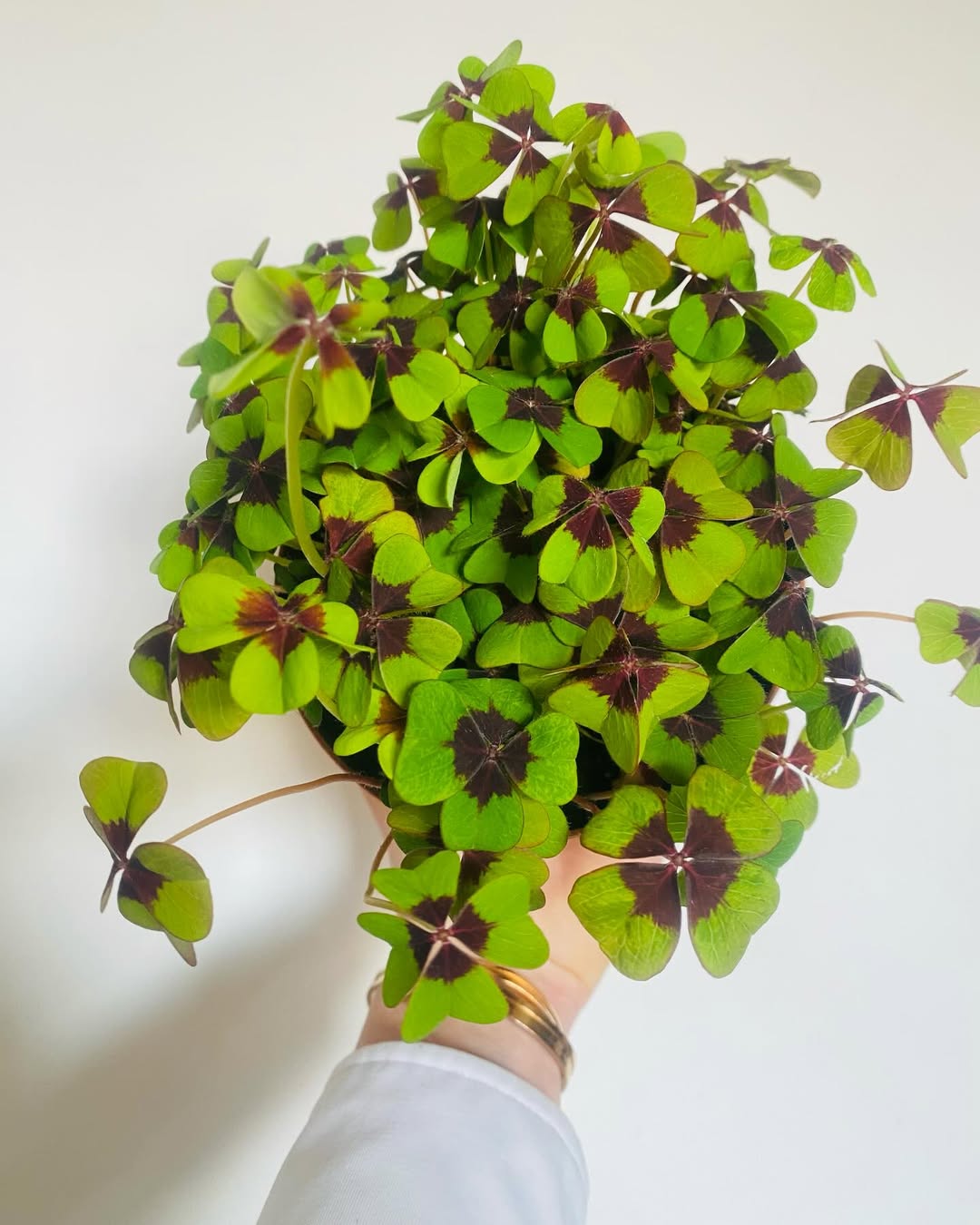 50 Stunning Oxalis Varieties to Brighten Your Garden | Houseplant Alley