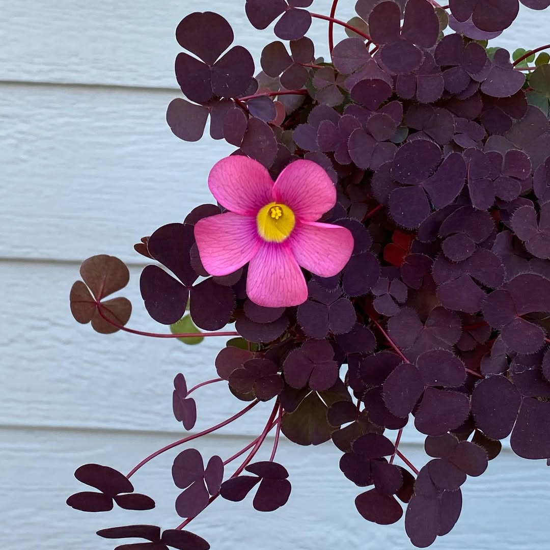 50 Stunning Oxalis Varieties to Brighten Your Garden | Houseplant Alley
