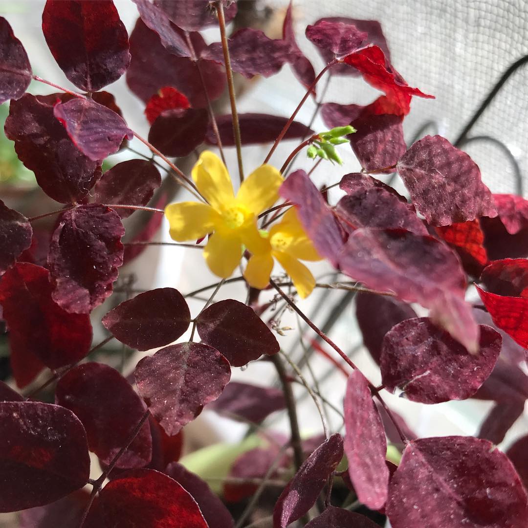 50 Stunning Oxalis Varieties to Brighten Your Garden | Houseplant Alley