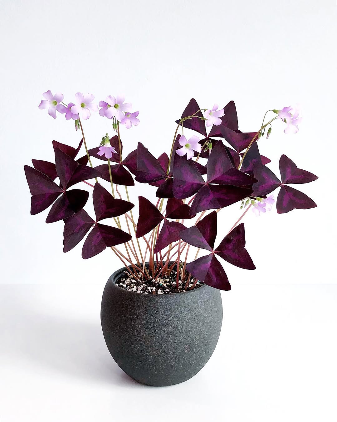 50 Stunning Oxalis Varieties to Brighten Your Garden | Houseplant Alley