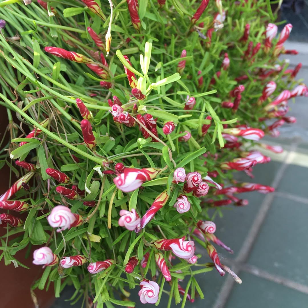 50 Stunning Oxalis Varieties to Brighten Your Garden | Houseplant Alley