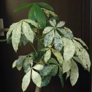 8 Stunning Pachira Species to Grow at Home | Houseplant Alley