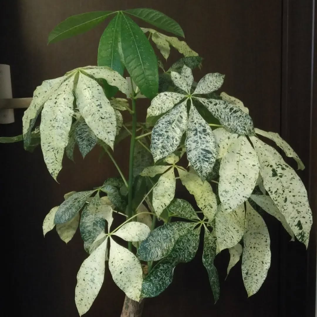 8 Stunning Pachira Species to Grow at Home | Houseplant Alley