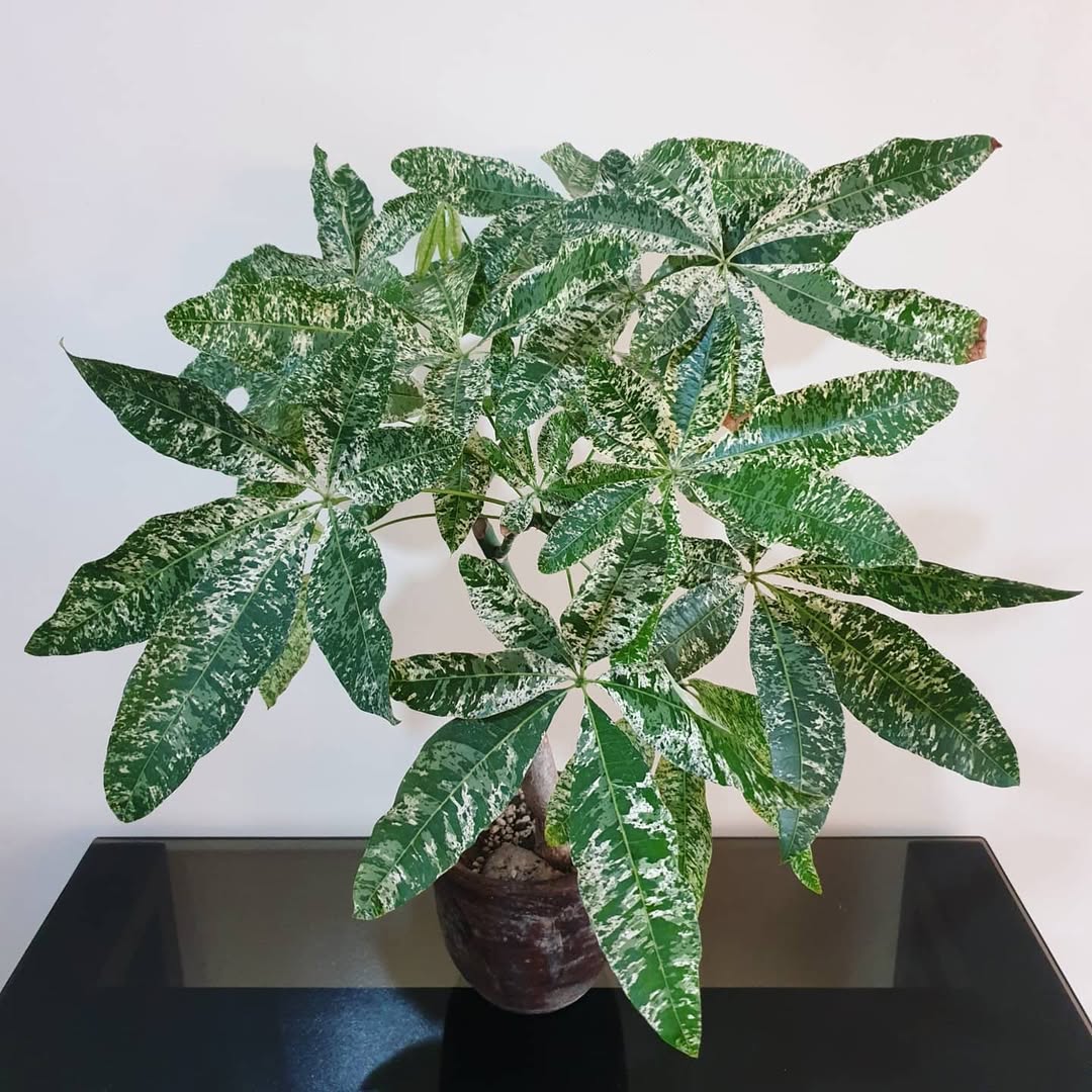 8 Stunning Pachira Species to Grow at Home | Houseplant Alley