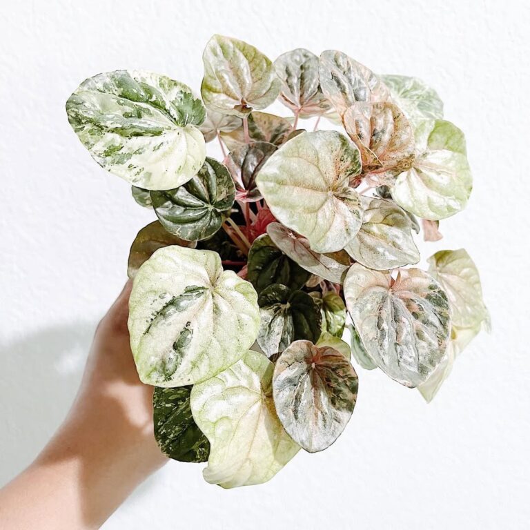 50 Beautiful Peperomia Varieties for Indoors | Houseplant Alley