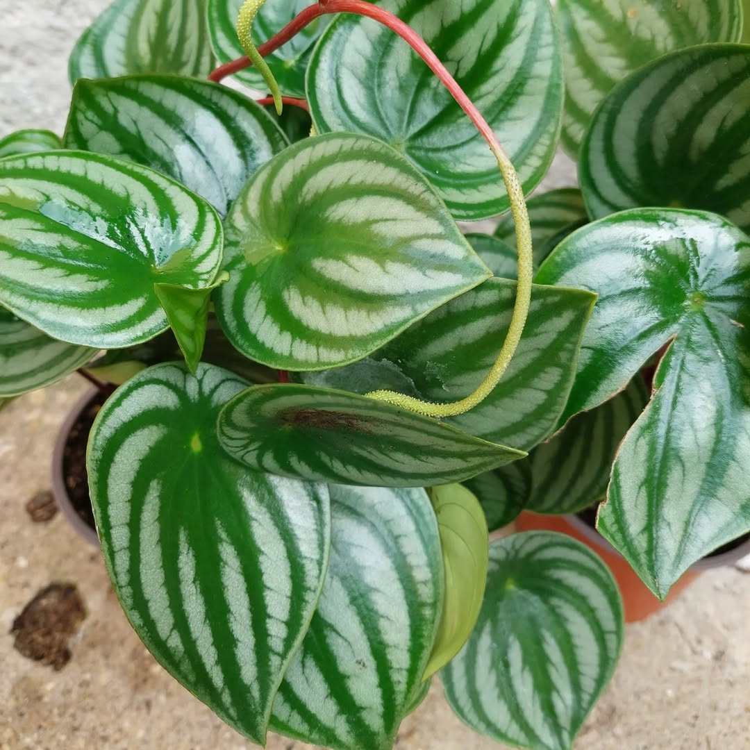 50 Beautiful Peperomia Varieties for Indoors | Houseplant Alley