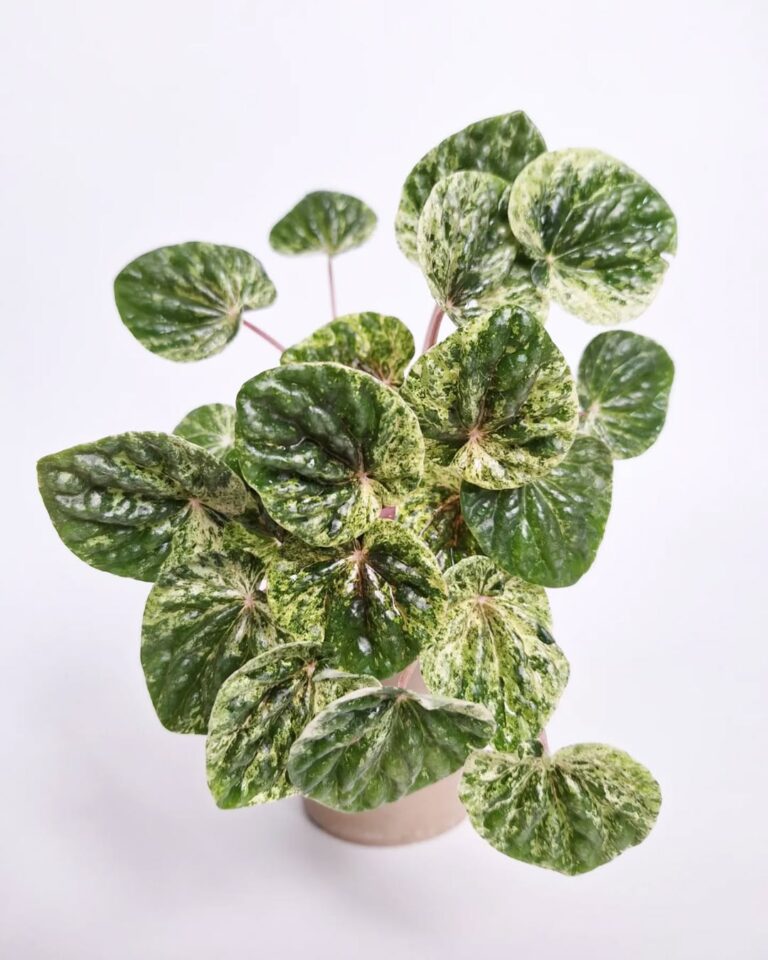 50 Beautiful Peperomia Varieties for Indoors | Houseplant Alley