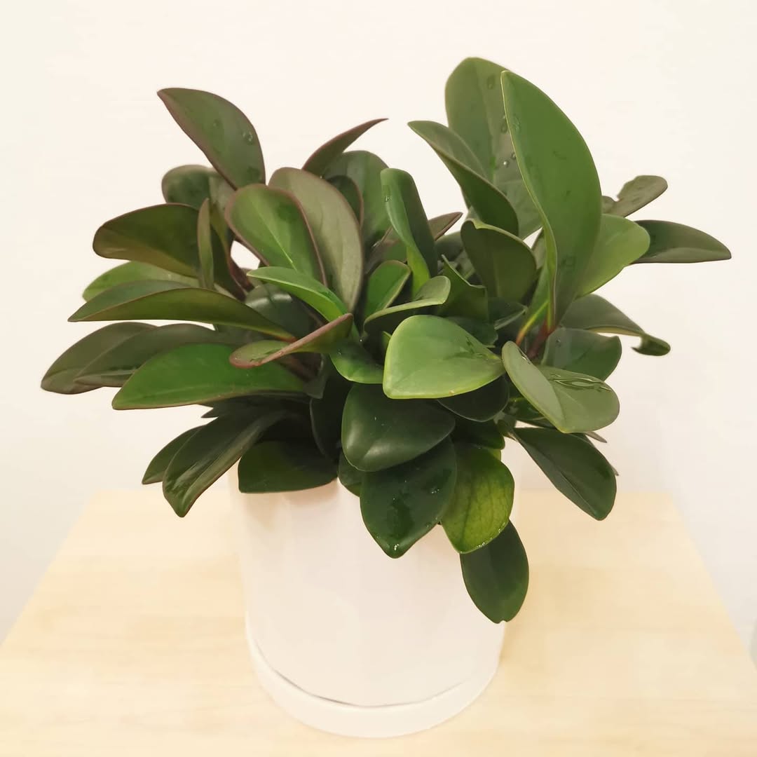 50 Beautiful Peperomia Varieties for Indoors | Houseplant Alley