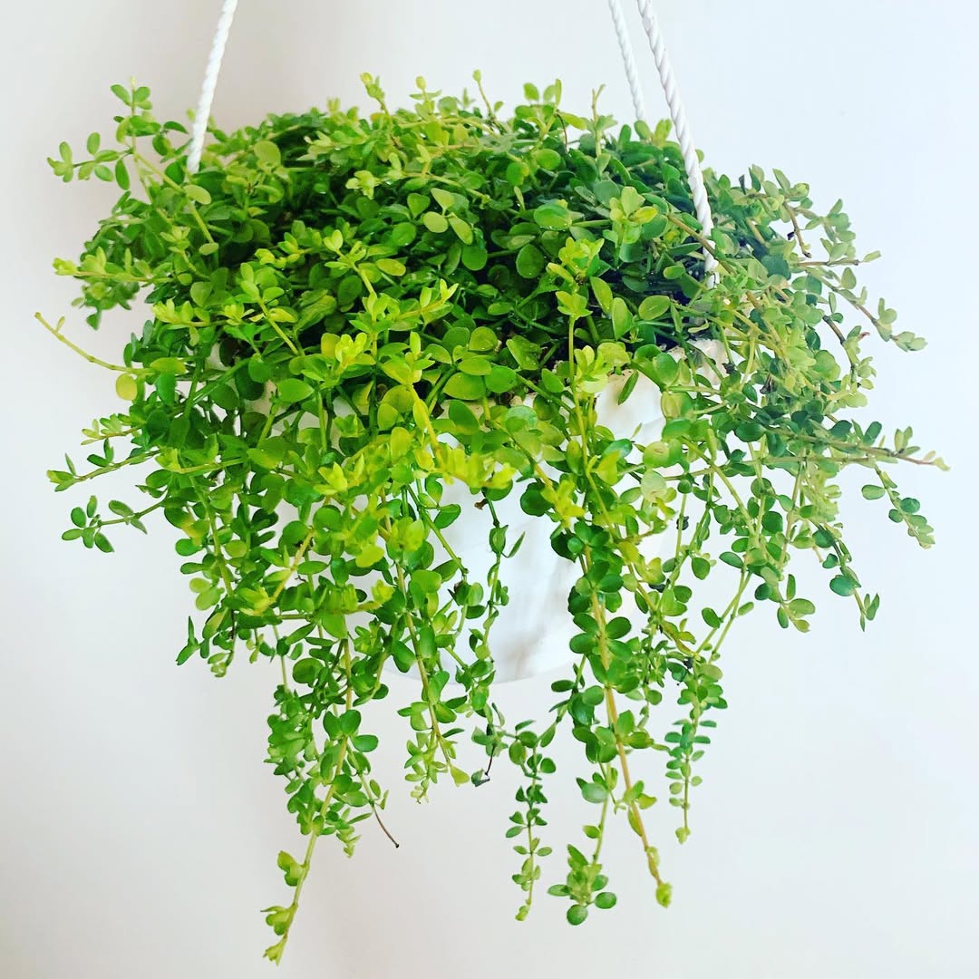 50 Beautiful Peperomia Varieties for Indoors | Houseplant Alley