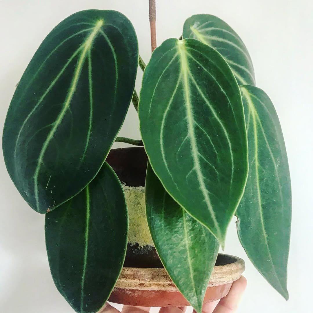 50 Beautiful Peperomia Varieties for Indoors | Houseplant Alley