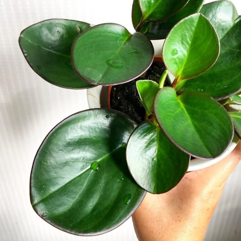 50 Beautiful Peperomia Varieties for Indoors | Houseplant Alley