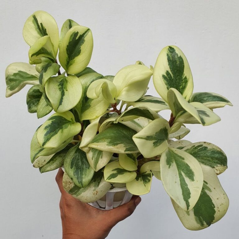 50 Beautiful Peperomia Varieties for Indoors | Houseplant Alley