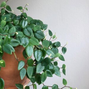 50 Beautiful Peperomia Varieties for Indoors | Houseplant Alley