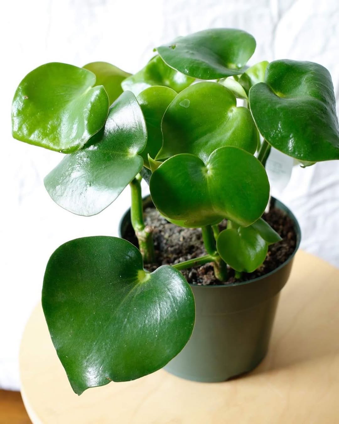50 Beautiful Peperomia Varieties for Indoors | Houseplant Alley
