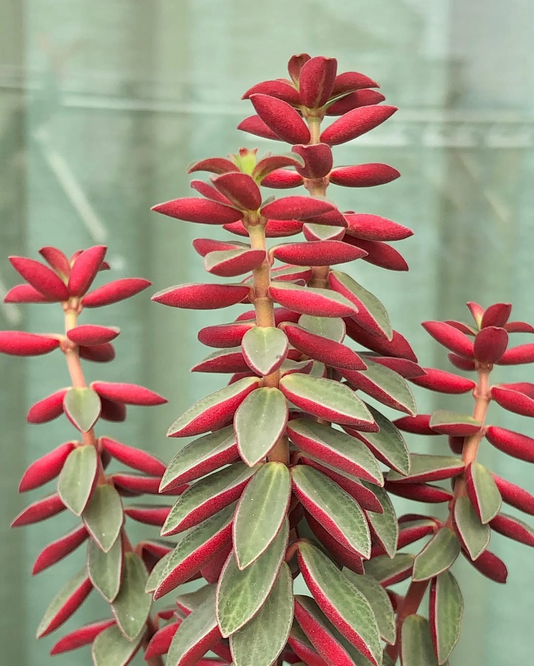 50 Beautiful Peperomia Varieties for Indoors | Houseplant Alley