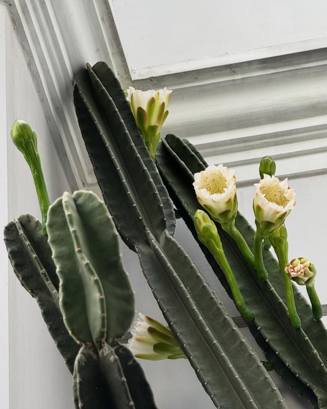 15 Best Cacti That Practically Take Care of Themselves | Houseplant Alley