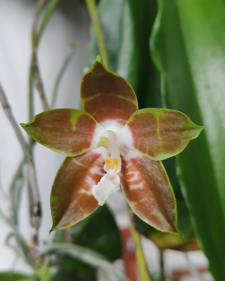 Phalaenopsis Orchid: Why This Moth Orchid Is a Home Favorite ...