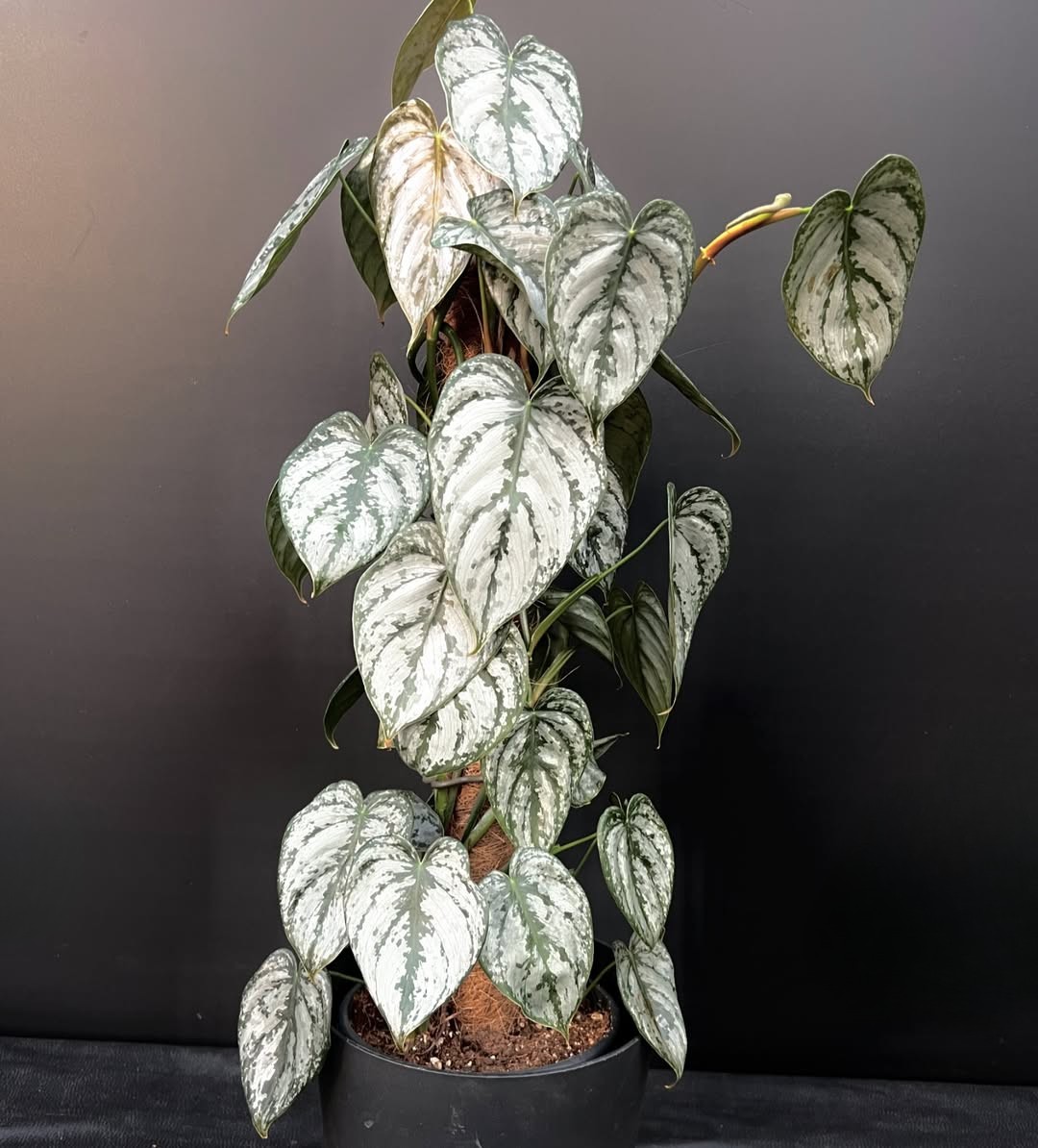 15 Popular Climbing and Trailing Philodendron Varieties | Houseplant Alley